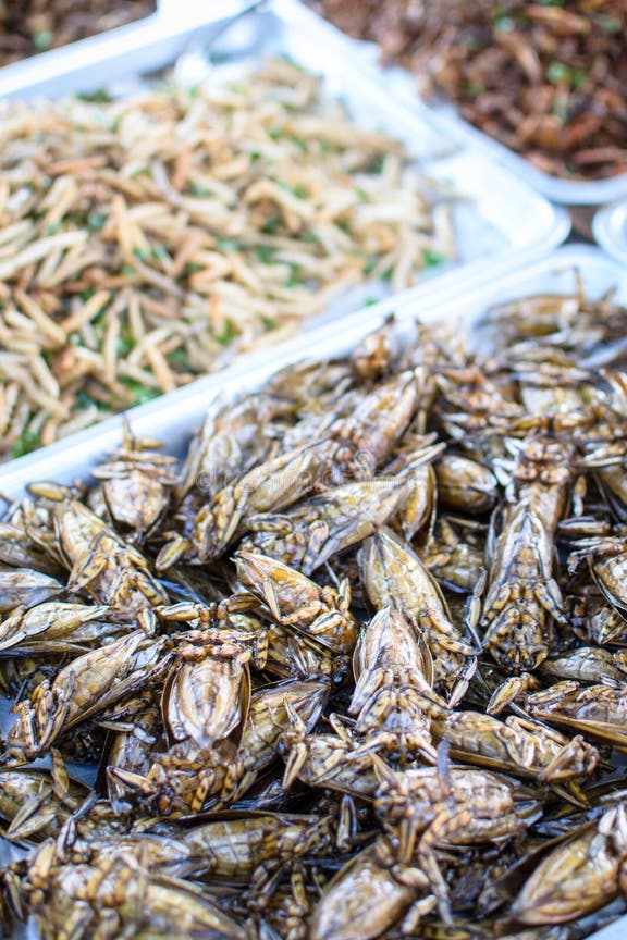 Giant water bug. stock image. Image of cooking, fried - 31535163