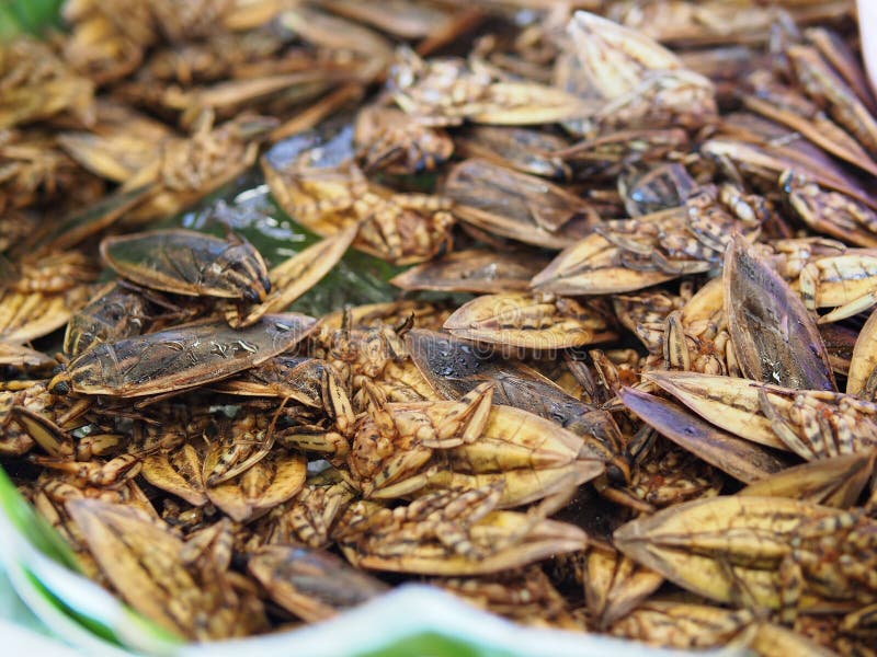 Giant water bug stock image. Image of protien, food, giant - 44898781