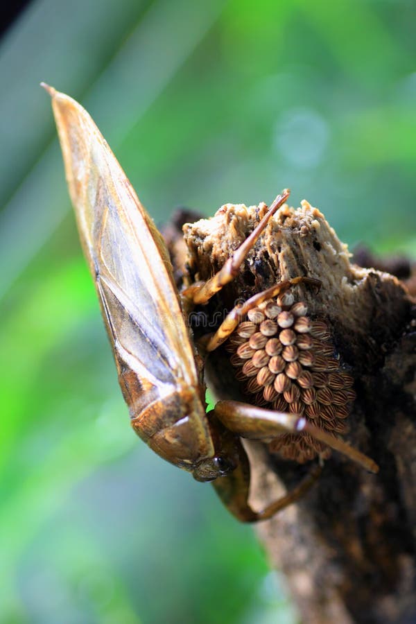 Japanese giant hornet stock photo. Image of vespa, mandarinia - 54180232