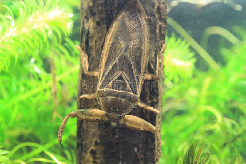 Japanese Water Beetle