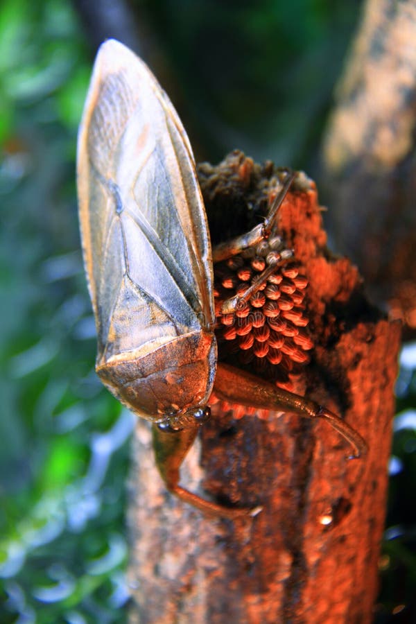 Giant water bug stock image. Image of bugs, breeding - 51728041