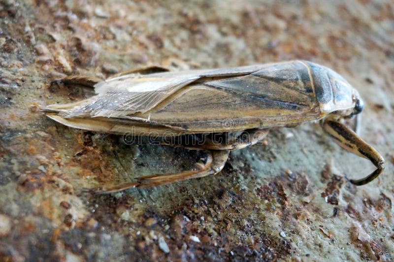 1,212 Pimp Stock Photos - Free & Royalty-Free Stock Photos from Dreamstime