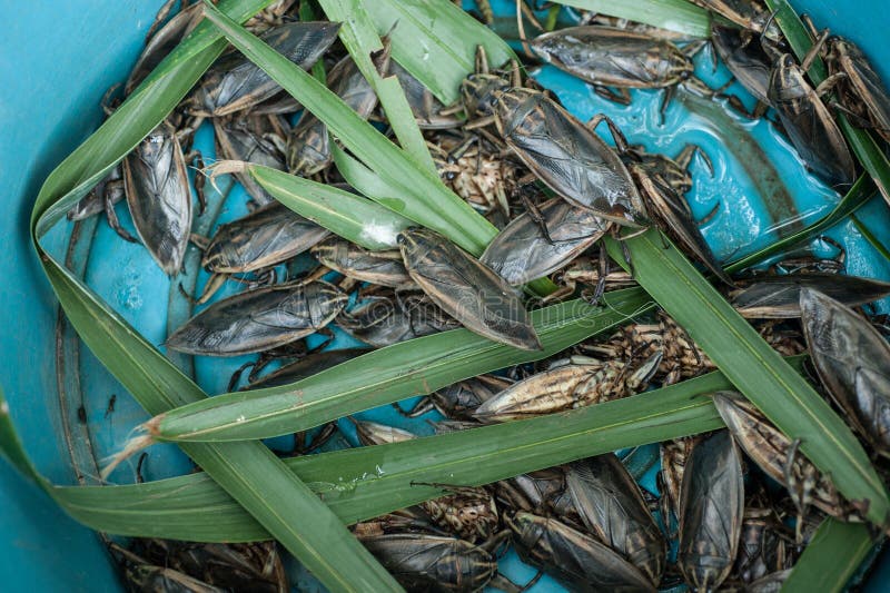 Giant Water Bug In Thailand Market Stock Image - Image of animal, lunch ...
