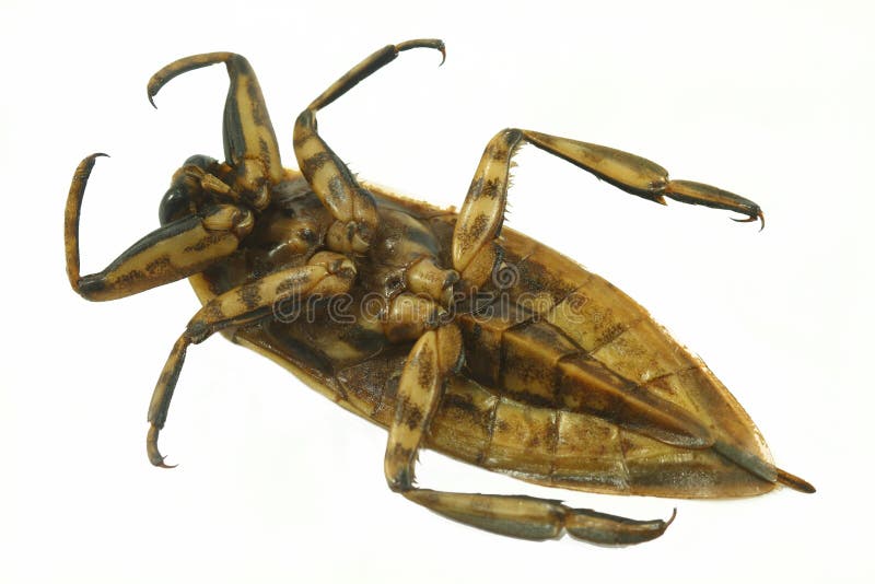 Giant water bug stock image. Image of water, food, insect - 31598265