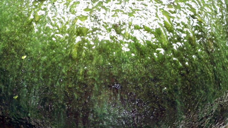 Giant Water Jar Fountain Green Algae Surface Closeup Stock Footage ...