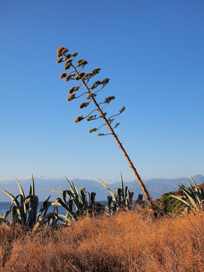 Giant Agave Weed, Falling Down Stock Image - Image of falling, gravity ...