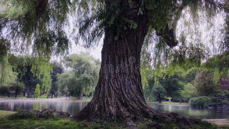Giant Weeping Willow Tree Trunk and Branches at the Lakeside Stock ... Giant Weeping Willow Tree Trunk and Branches at the Lakeside Stock ...