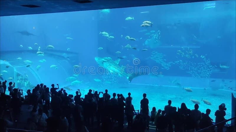 Giant Whale Shark in Aquarium Stock Footage - Video of blue, leisure ...