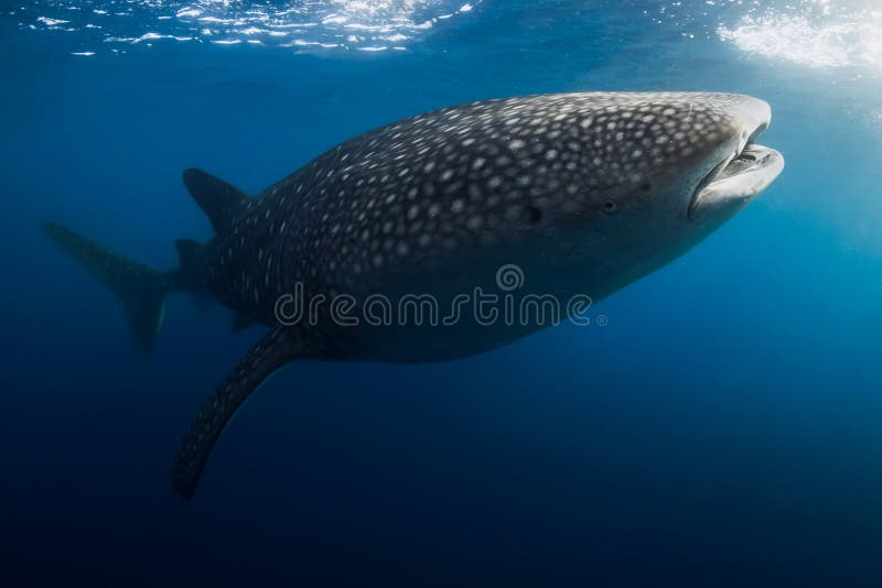 Giant Whale Shark with Spot Patterns Underwater in Blue Ocean Stock ...