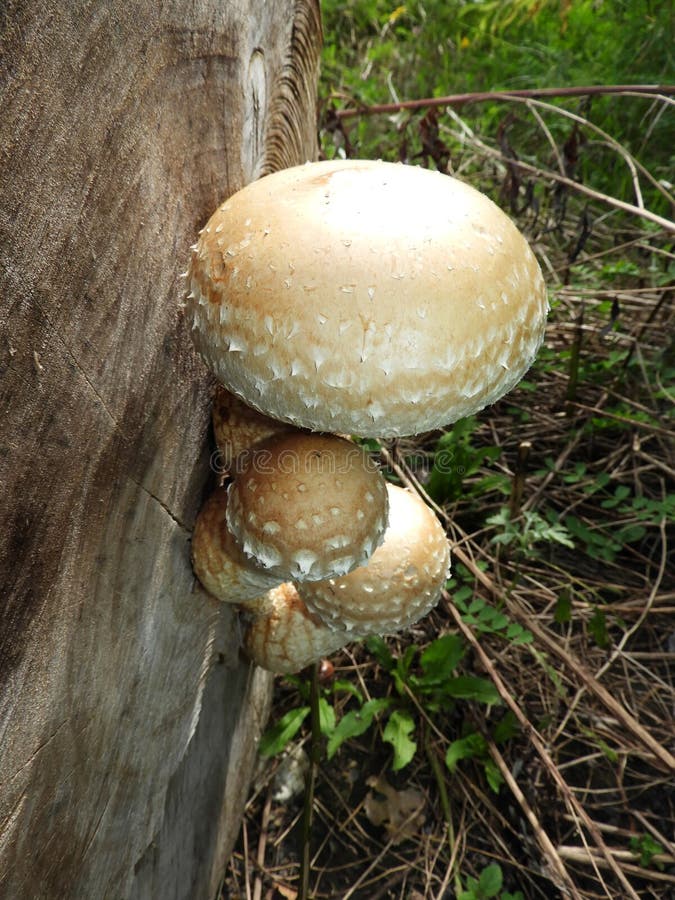 Chestnut Tree Goats Benefits Stock Photos - Free & Royalty-Free Stock ...