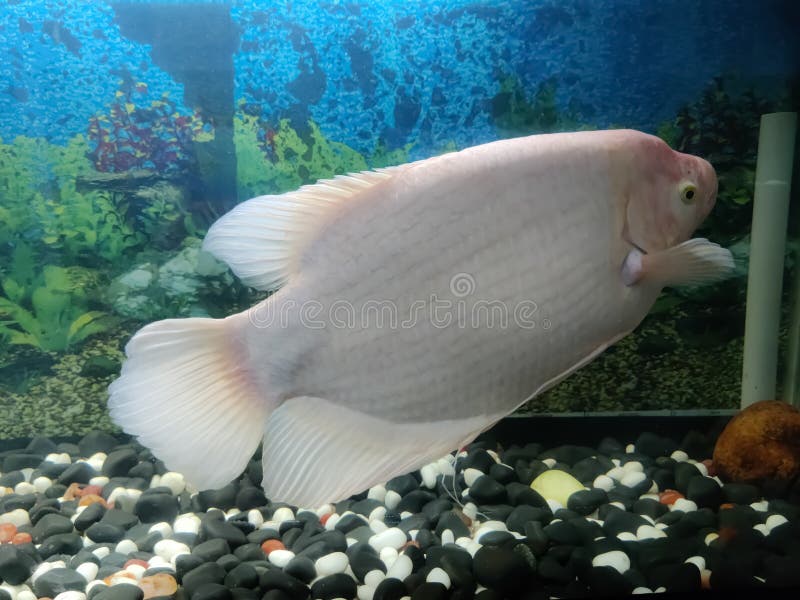 Giant White Fish Inside of the Aquarium Stock Photo - Image of sits ...