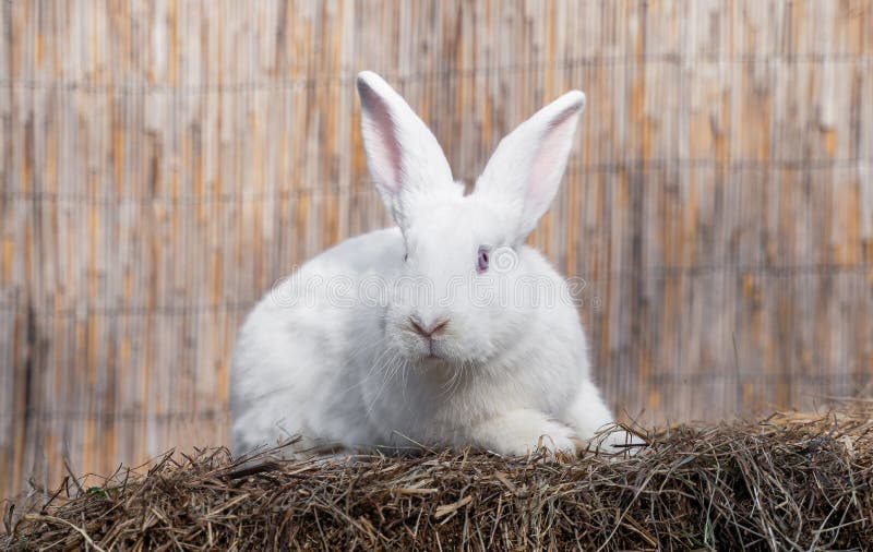 Giant White - Large Rabbit Rabbit Sits on a Haystack on Sunny Day ...