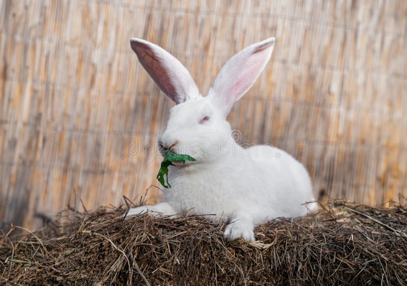 Giant White - Large Rabbit Rabbit Sits on a Haystack on Sunny Day ...