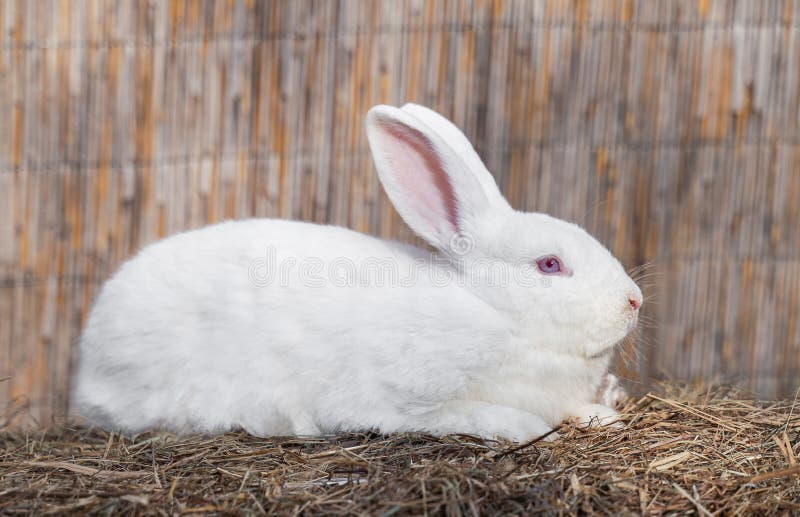 Giant White - Large Rabbit Rabbit Sits on a Haystack on Sunny Day ...