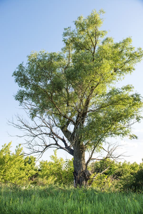 Giant willow stock image. Image of summer, stem, tall - 56021205
