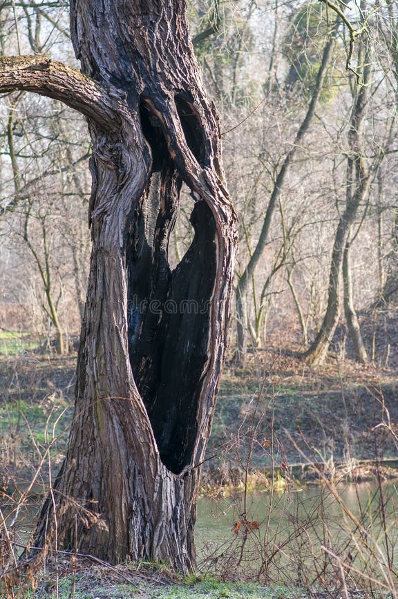 Giant Willow Tree Burnt Inside, Hollow Trunk Still Alive Stock Image ...