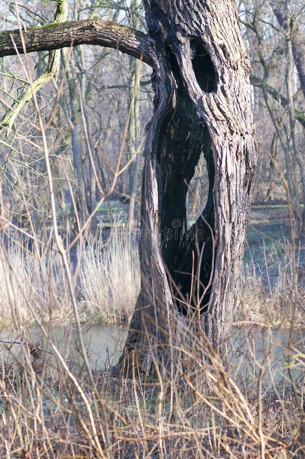Giant Willow Tree Burnt Inside, Hollow Trunk Still Alive Stock Image ...