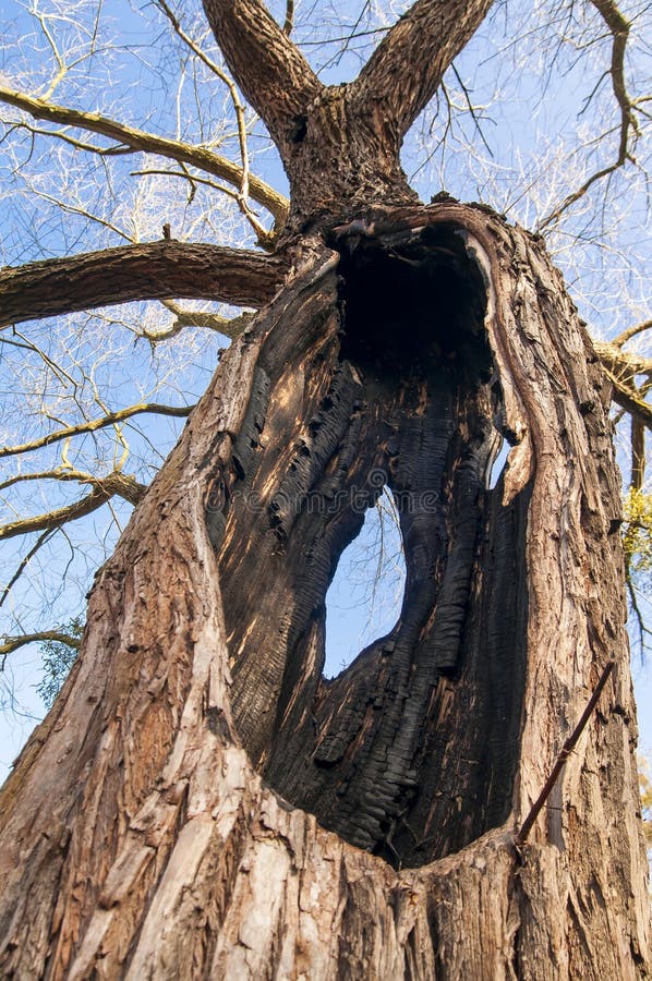 Giant Willow Tree Burnt Inside, Hollow Trunk Still Alive Stock Photo ...
