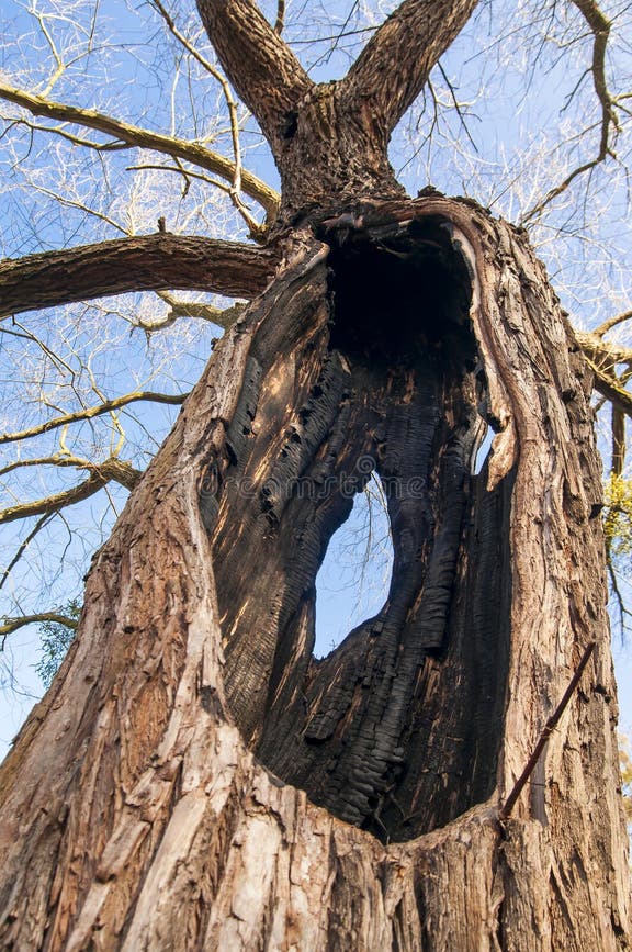 Giant Willow Tree Burnt Inside, Hollow Trunk Still Alive Stock Photo ...