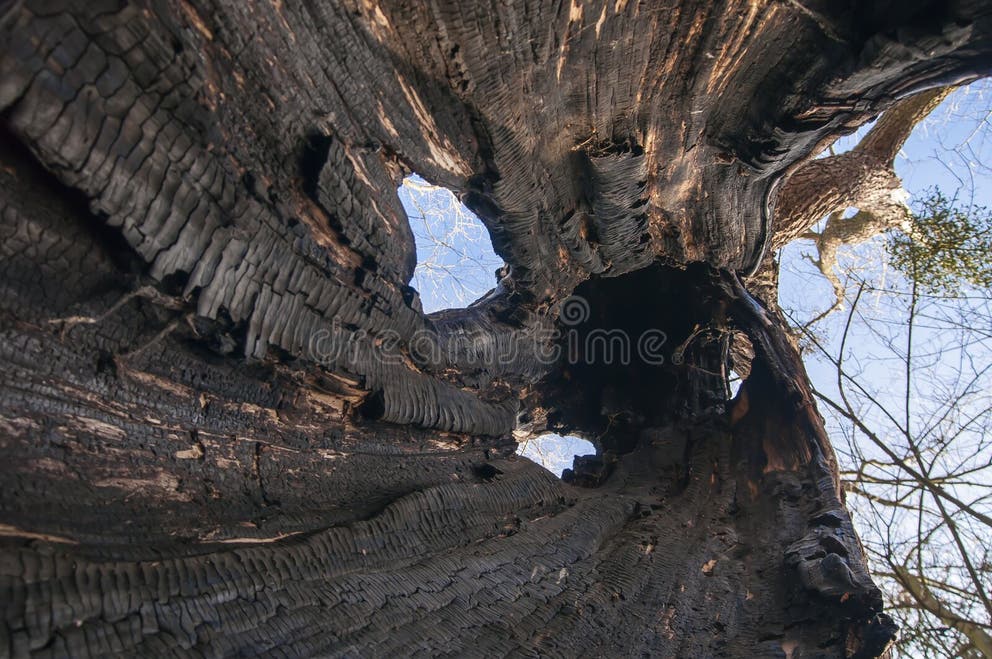 Giant Willow Tree Burnt Inside, Hollow Trunk Still Alive. View from ...