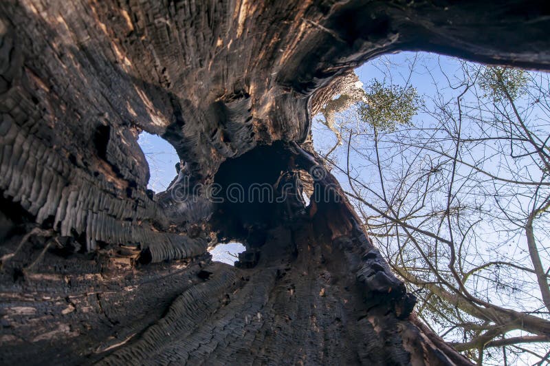 Giant Willow Tree Burnt Inside, Hollow Trunk Still Alive. View from ...