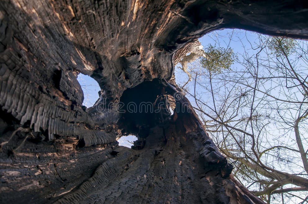 Giant Willow Tree Burnt Inside, Hollow Trunk Still Alive. View from ...