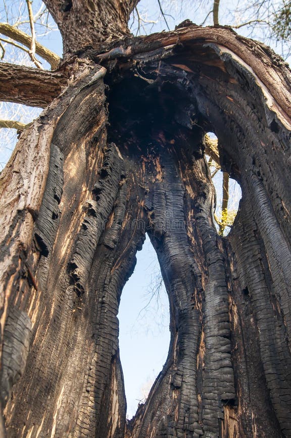 Giant Willow Tree Burnt Inside, Hollow Trunk Still Alive Stock Image ...