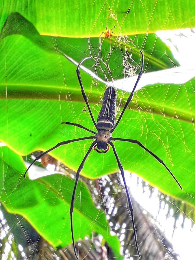 Giant wood spider stock image. Image of spider, insect - 269191059