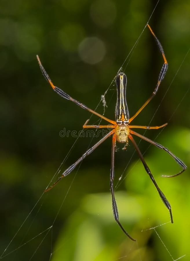 A giant wood spider stock image. Image of macro, arachnid - 77337161