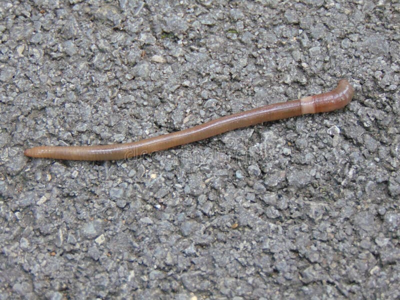 Giant Worm stock photo. Image of worm, large, nature - 95471450