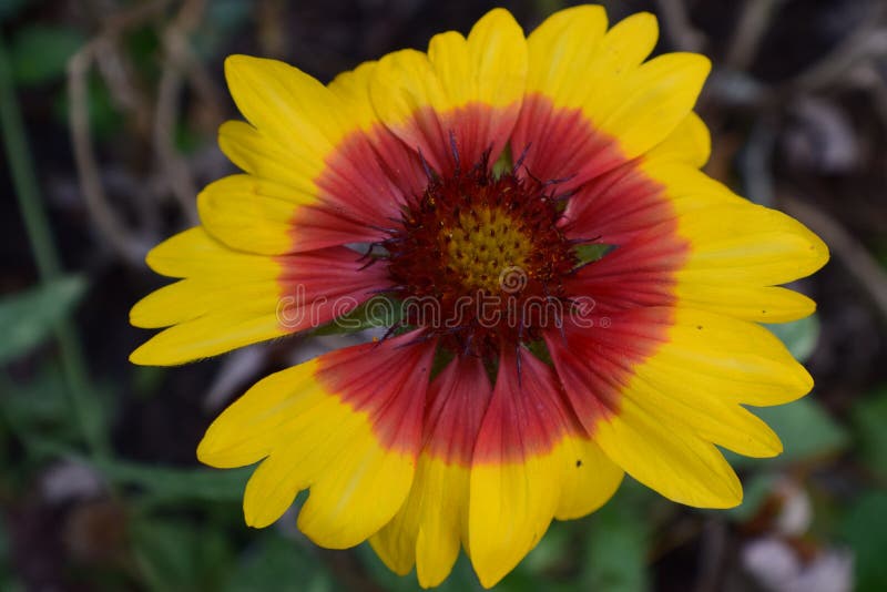 Giant Yellow and Red Gaillardia Flower Stock Image - Image of fall ...