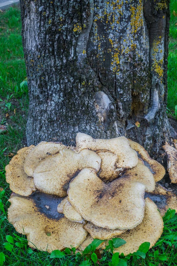Giant Yellow Triturium Mushroom Parasite on the Bark of a Tree. Stock ...
