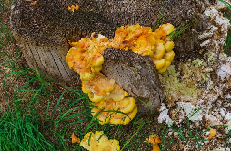Giant Yellow Triturium Mushroom Parasite on the Bark of a Tree. Stock ...
