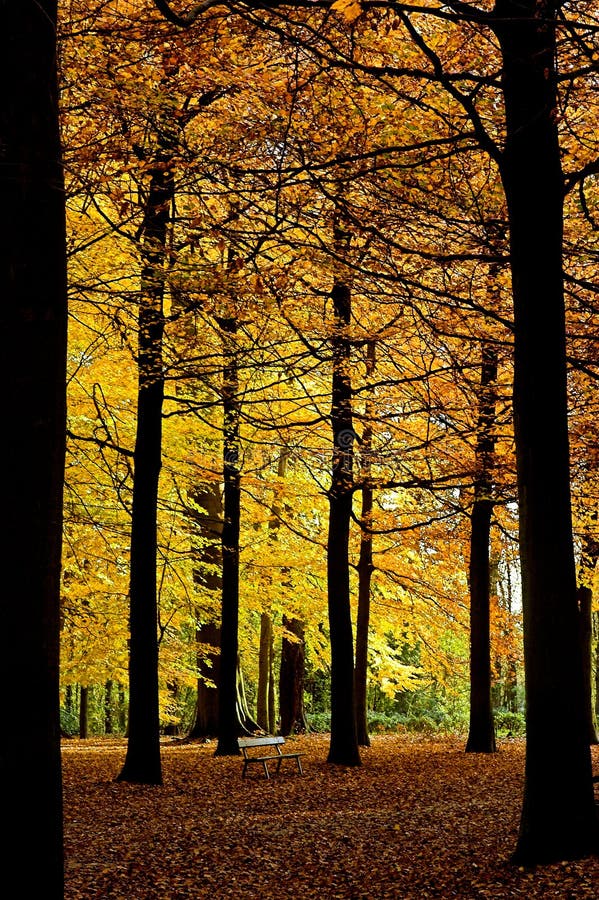 Autumn in the forest stock photo. Image of leaves, people - 3582062