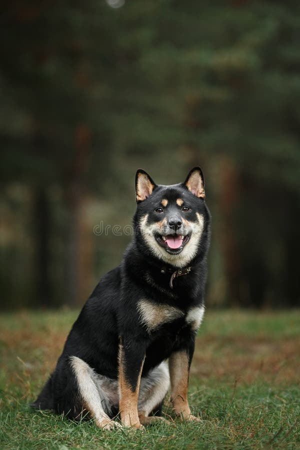 Giapponese Shiba Del Nero Della Razza Del Cane Immagine Stock ...