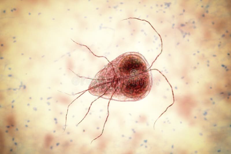 Giardia Intestinalis Protozoon Stock Abbildung - Illustration von ...