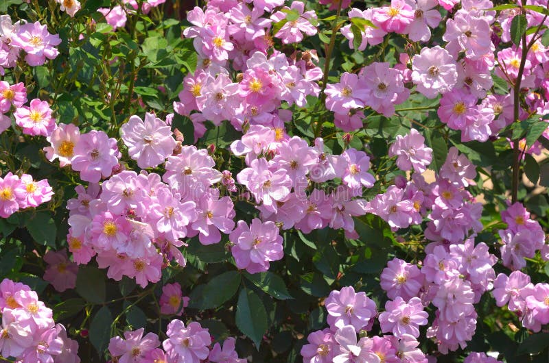Giardino Di Rose, Cespuglio Delle Rose Fotografia Stock - Immagine di ...