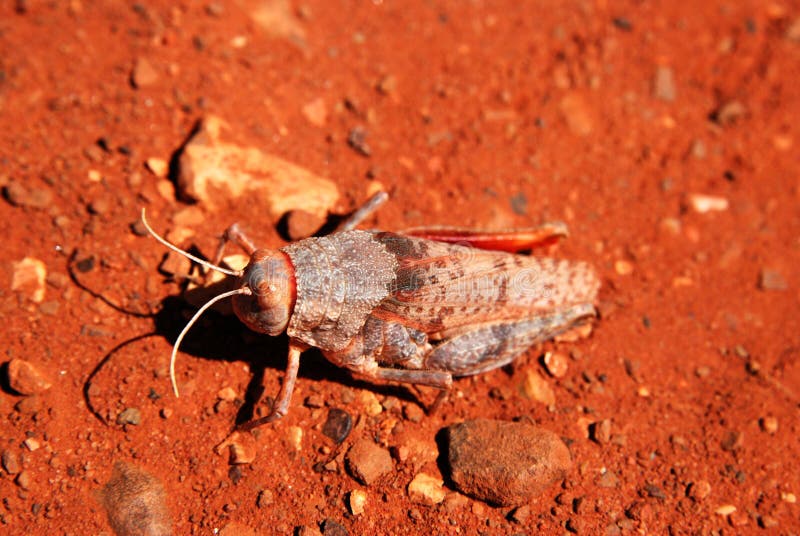 The gibber grasshopper stock photo. Image of grasshopper - 11170190