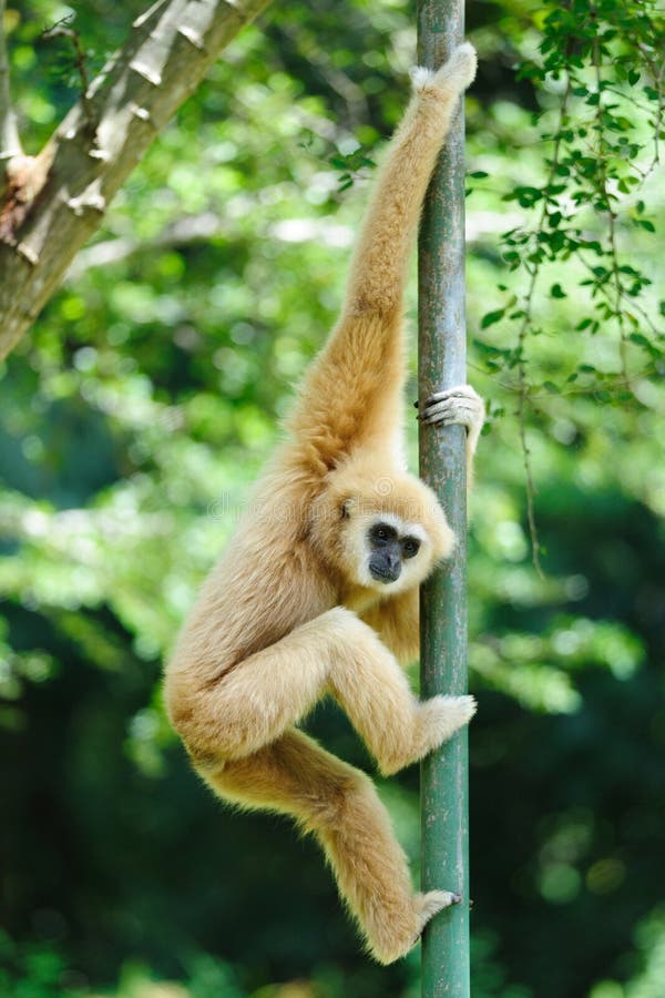 Gibbon stock photo. Image of wildlife, jungle, leaf, tree - 16212966