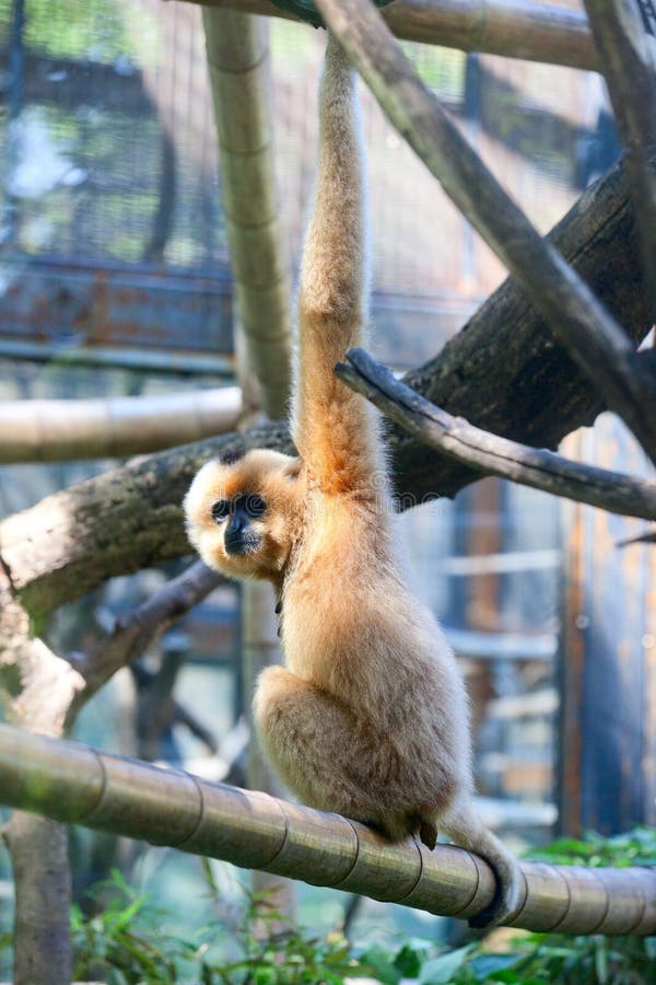 Gibbon stock photo. Image of gold, monkeys, monkey, primat - 26003070