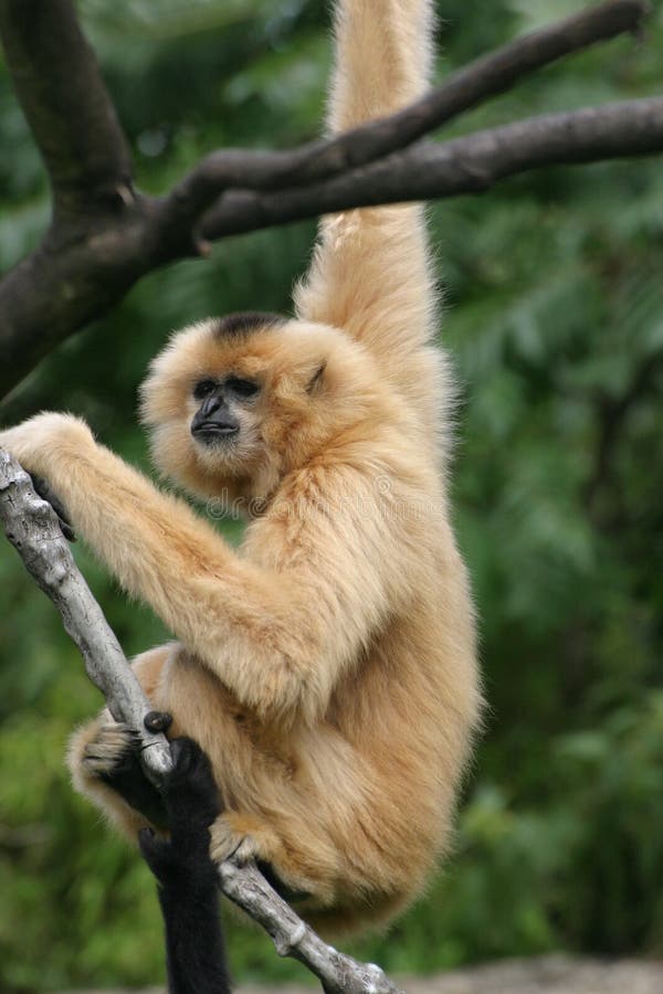 Gibbon stock photo. Image of long, drying, hylobatidae - 419198