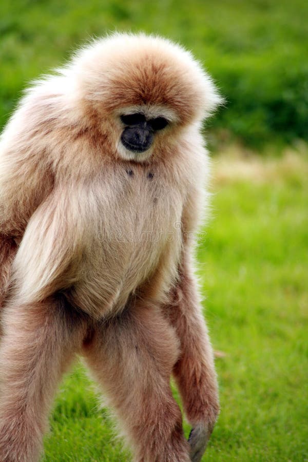 Gibbon stock image. Image of animal, mammal, forest, emotion - 5297367