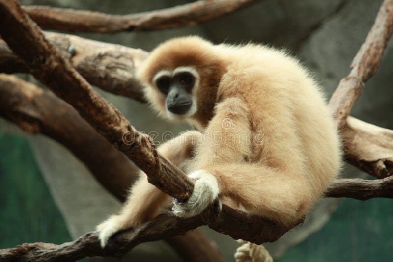 A Gibbon Ape in the Cologne Zoo in Germany Stock Image - Image of ...