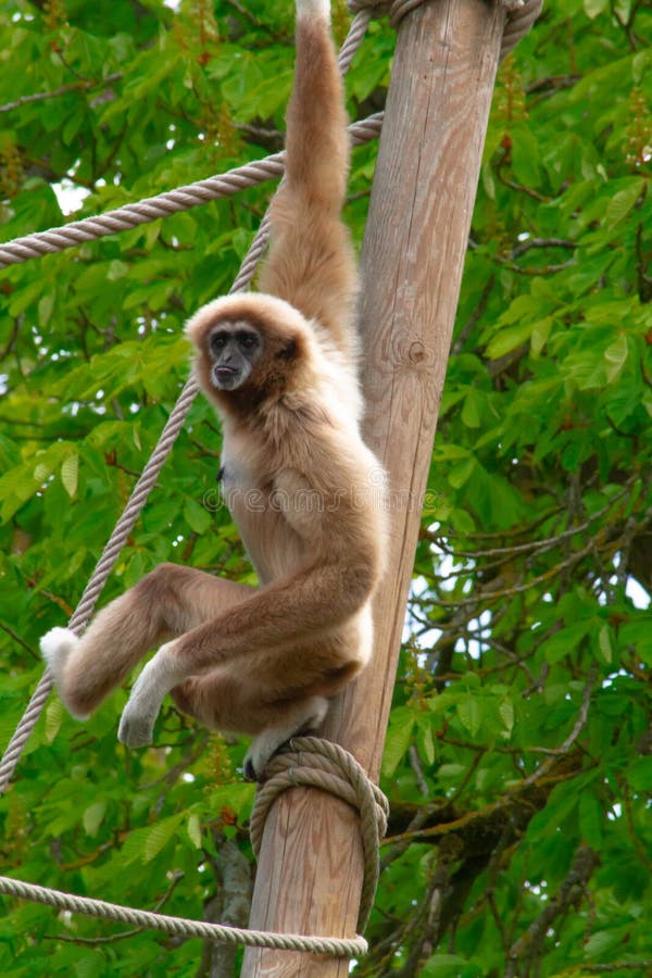 Gibbon apkey fotografering för bildbyråer. Bild av vitt - 161855005
