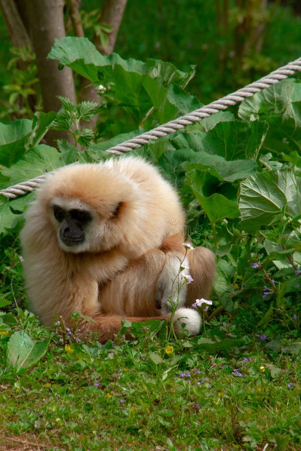 Gibbon apkey fotografering för bildbyråer. Bild av vitt - 161855005