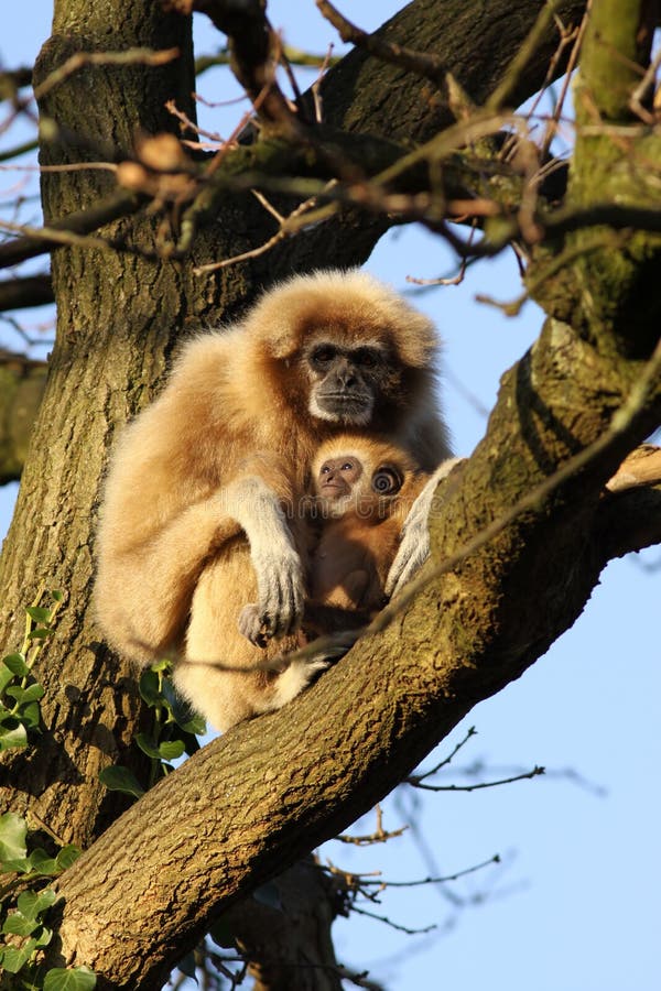Gibbon with Babay in the Tree Stock Image - Image of baby, white: 12238833
