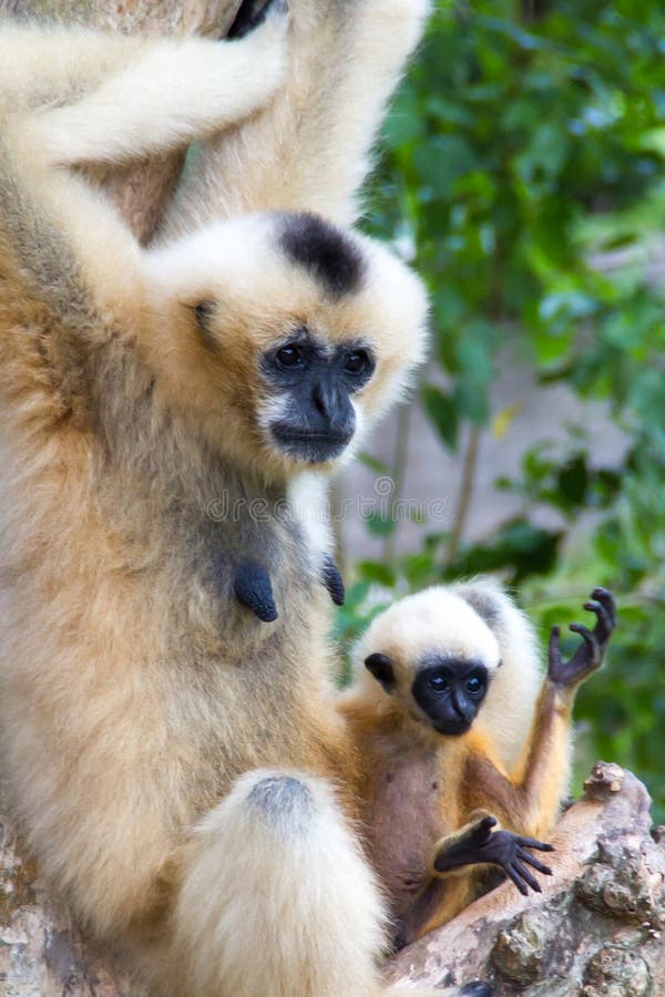Gibbon Ape and Baby stock photo. Image of arms, nature - 35249266