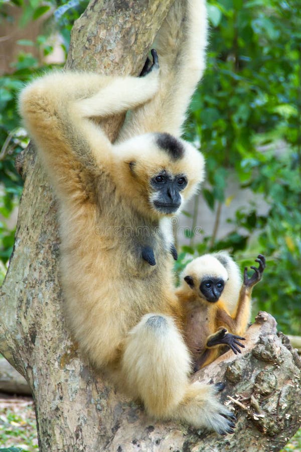 Gibbon Baby stock photo. Image of portrait, eating, baby - 85229578