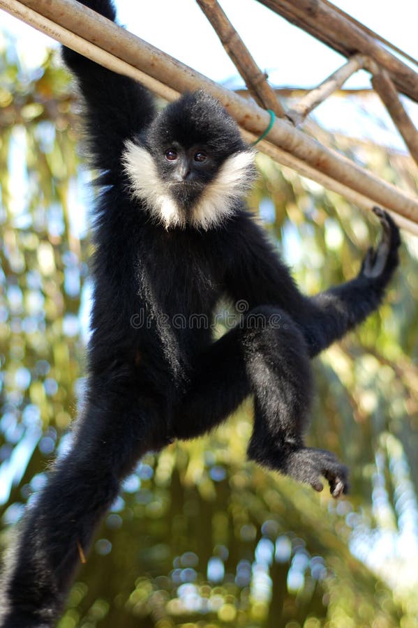 Gibbon Bianco-cheeked fotografia stock. Immagine di selvaggio - 8158042