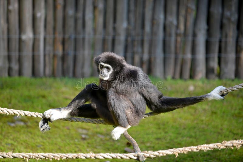 Gibbon stock photo. Image of gibbon, monkey, fauna, hominoid - 48185468